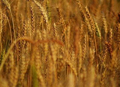 Trigo se valoriza en Chicago