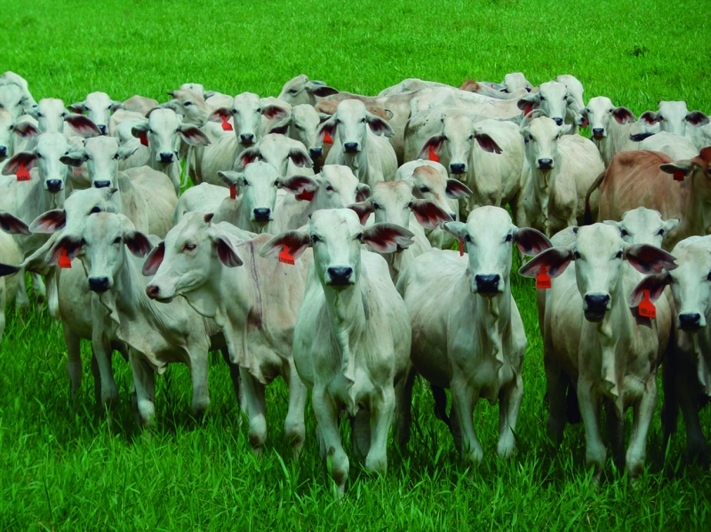 2 millones de hectáreas en el Chaco paraguayo en manos de ganaderos ...