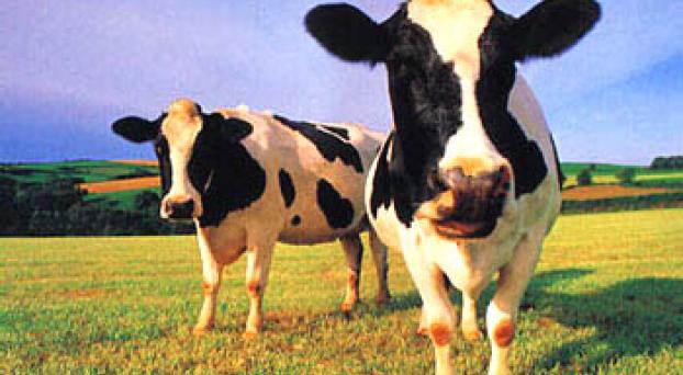 Nuevo caso de vaca loca en Canadá impacta en sus mercados