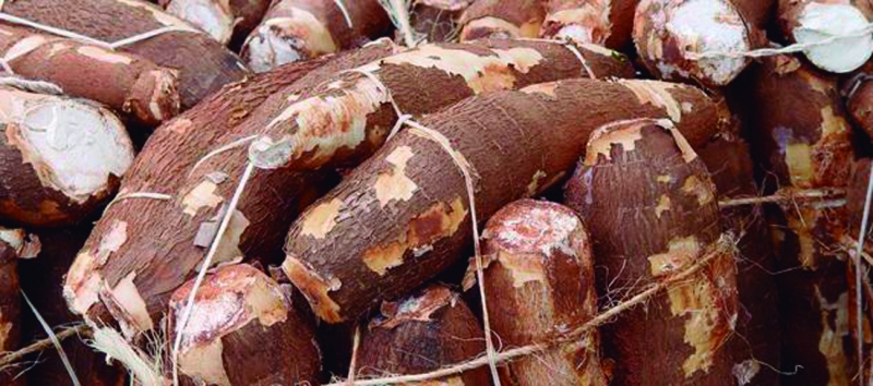 Urge mejorar precio de la mandioca