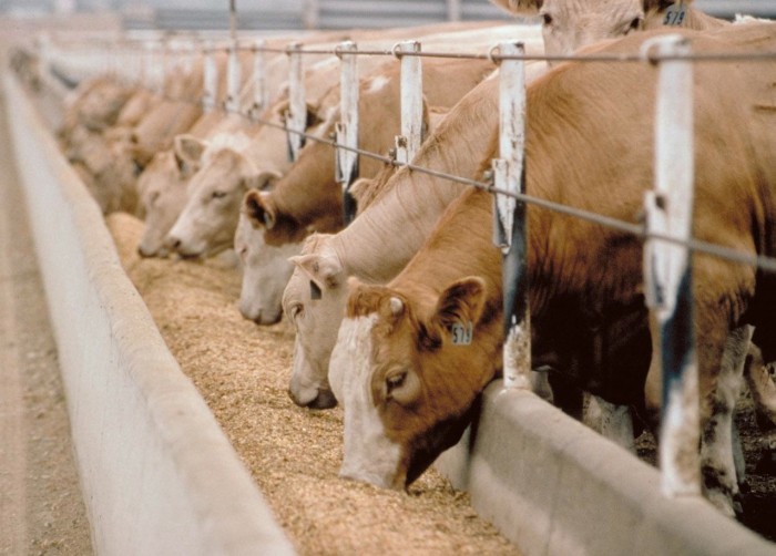 La escala define el negocio del feedlot