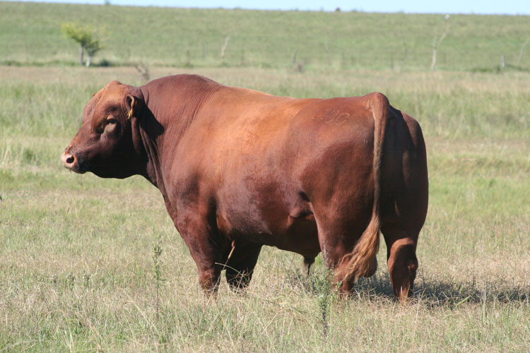 Importan 40 toros Angus Rojo de Chile