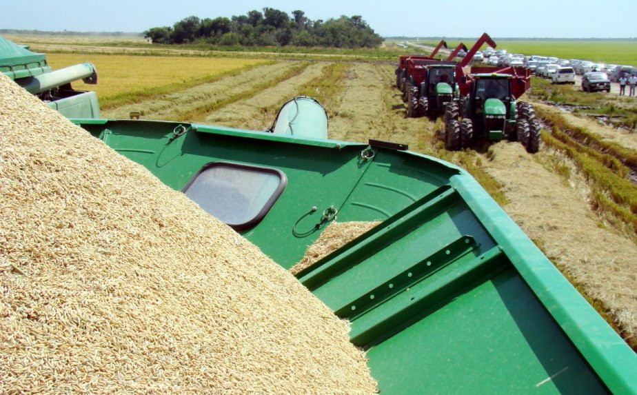 Mejora la perspectiva del arroz con nuevos destinos