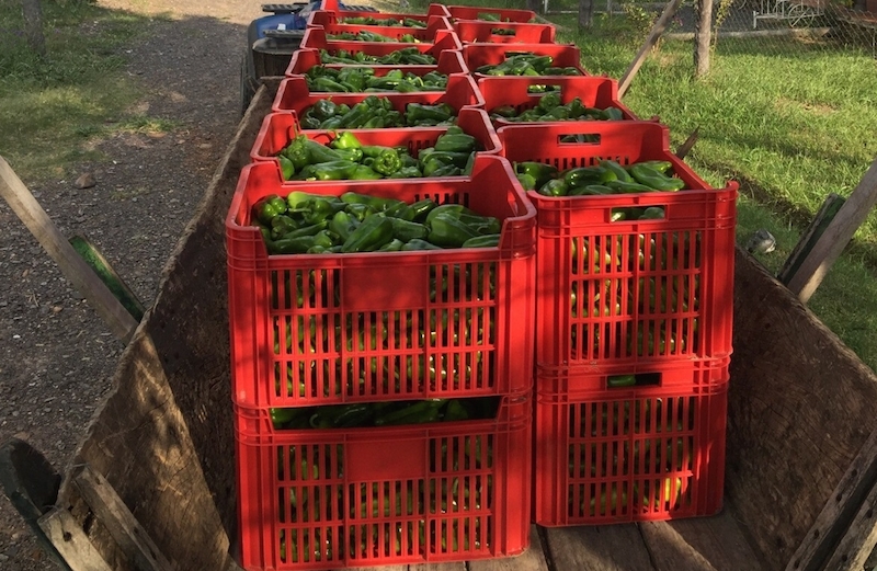 Productor realiza primera cosecha de 200 kilos de locote