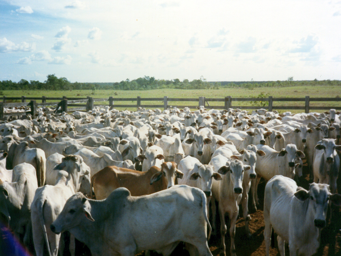 Rodeo vacuno australiano camino a ser el menor en casi un cuarto de siglo