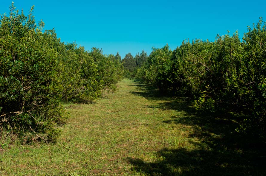 Nota especial: El Folklore Paraguayo, la leyenda de la yerba mate