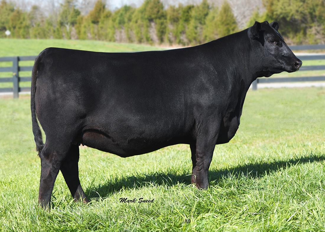 Las 10 mejores razas de ganado de carne