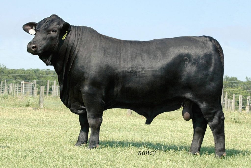 Brangus, una raza de bovino tropical muy bien adaptada