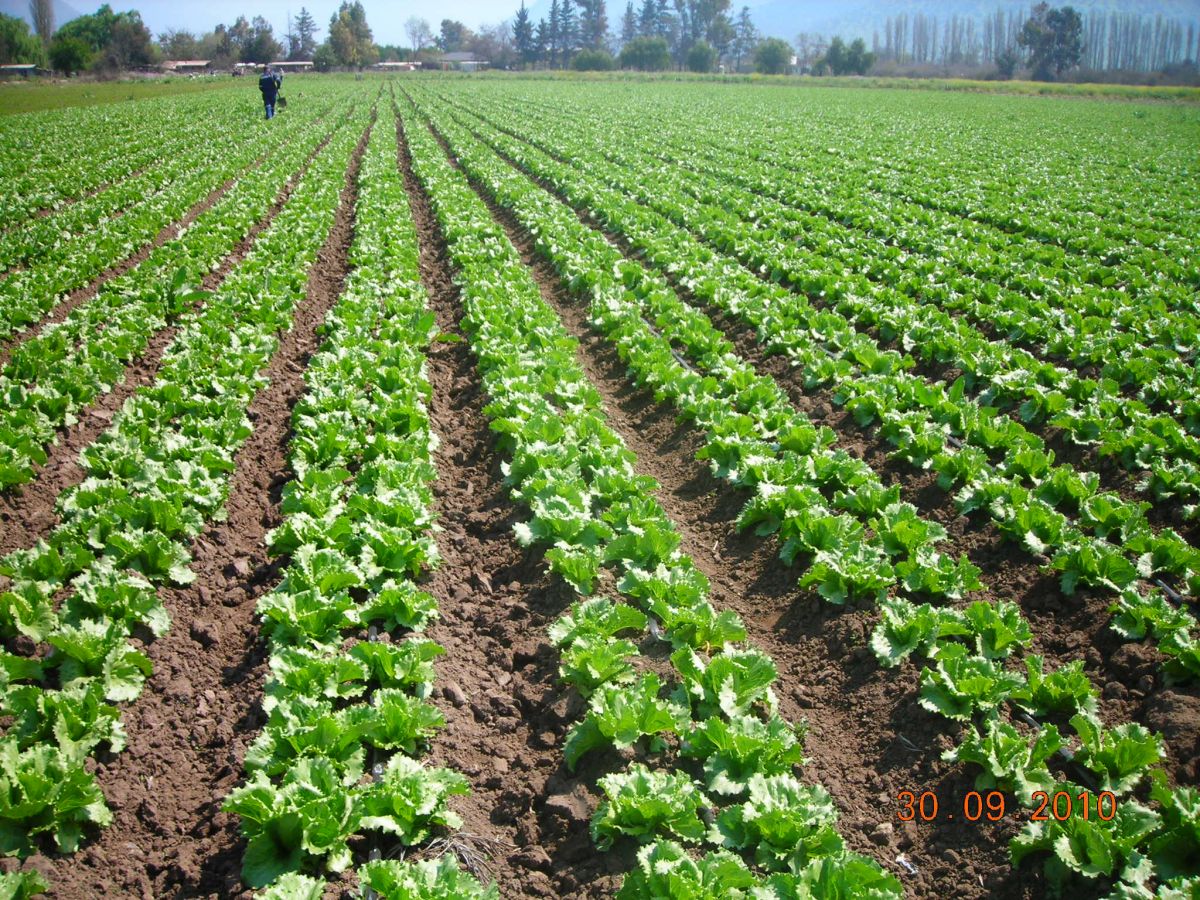 Produce la mejor lechuga en el Norte