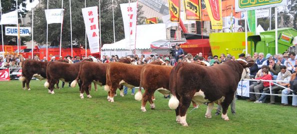 Genética Polled Hereford de Uruguay se incorpora al rodeo de Paraguay
