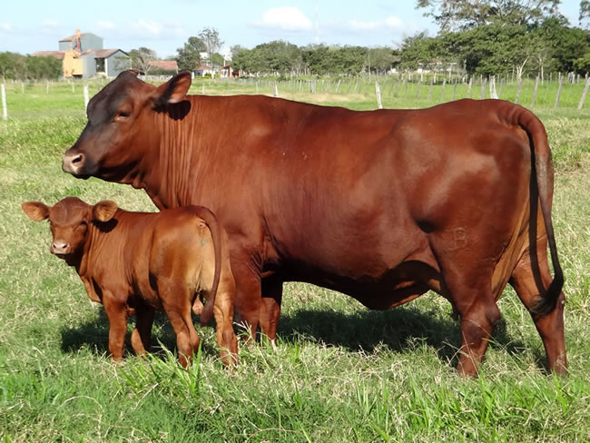Destacan el del buen resultado de genética Senepol utilizada pequeños ...