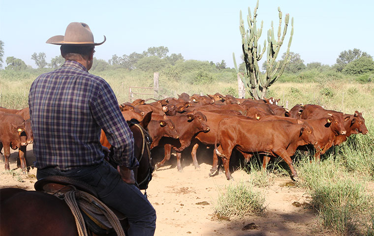 El precio del novillo Mercosur cerró el año con firmeza