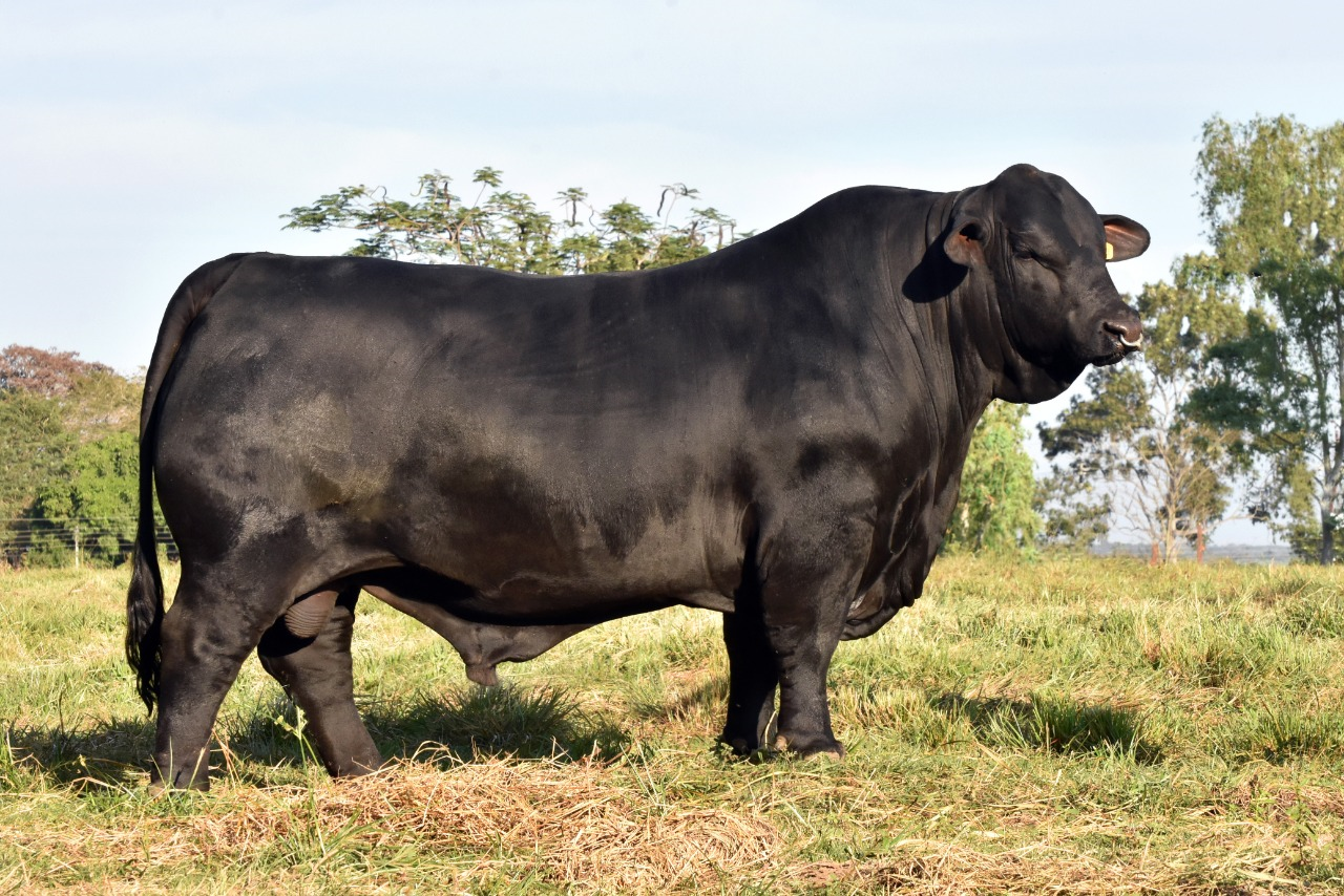 Darío Giménez: el ganadero que tiene en su campo al mejor Brangus del ...