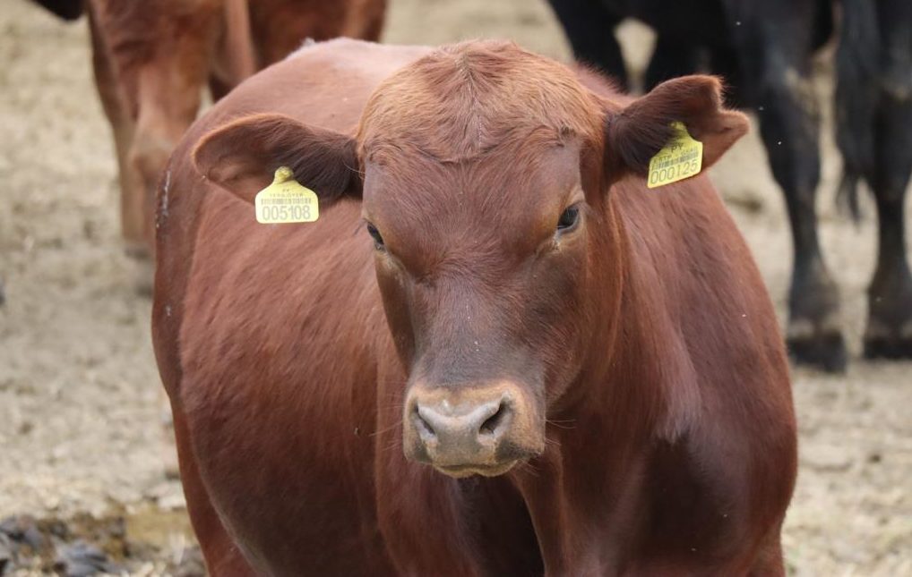 Novillo Mercosur alcanzó precios máximos desde principios de marzo