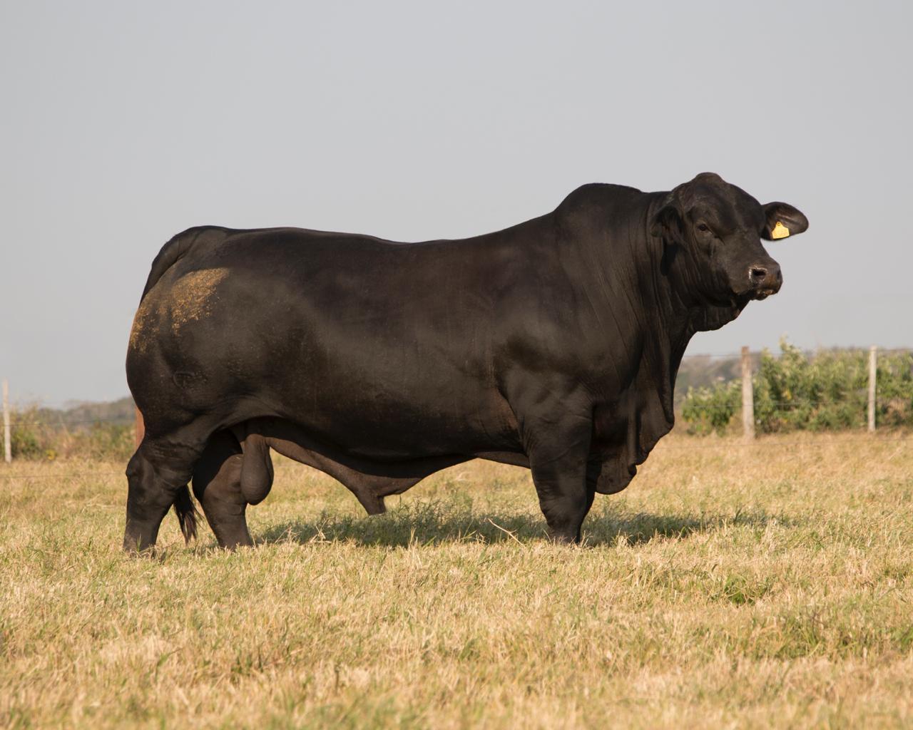 ¡Por segundo año consecutivo! El mejor toro Brangus del mundo es de ...