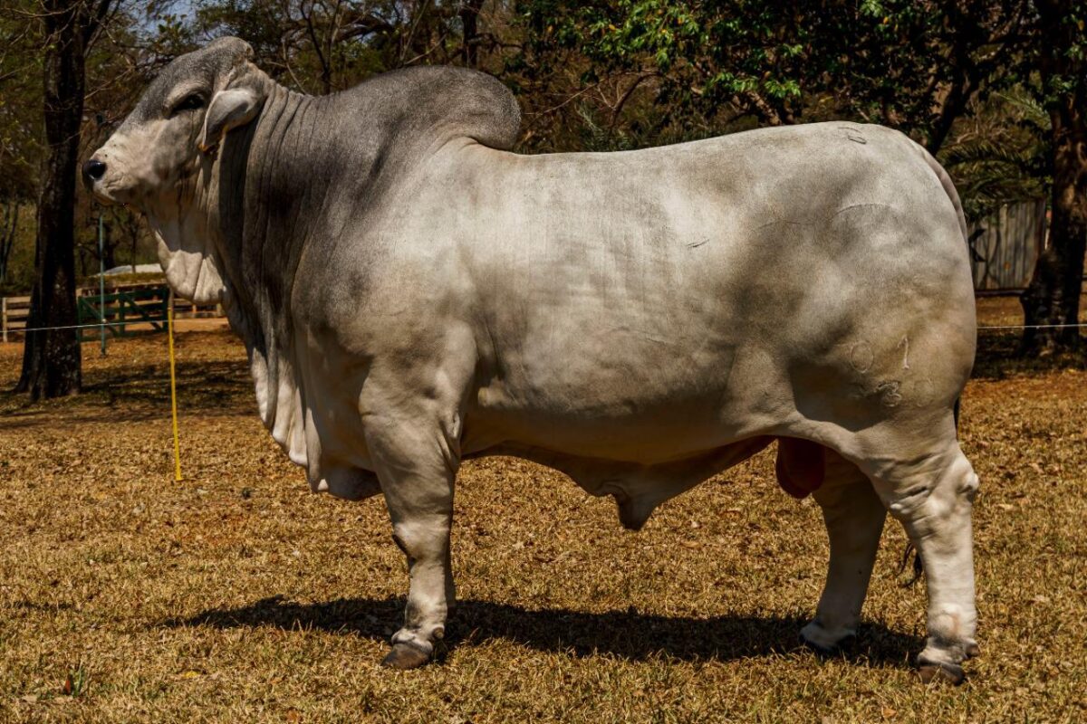 El Brahman paraguayo se luce con el premio al segundo mejor toro del ...