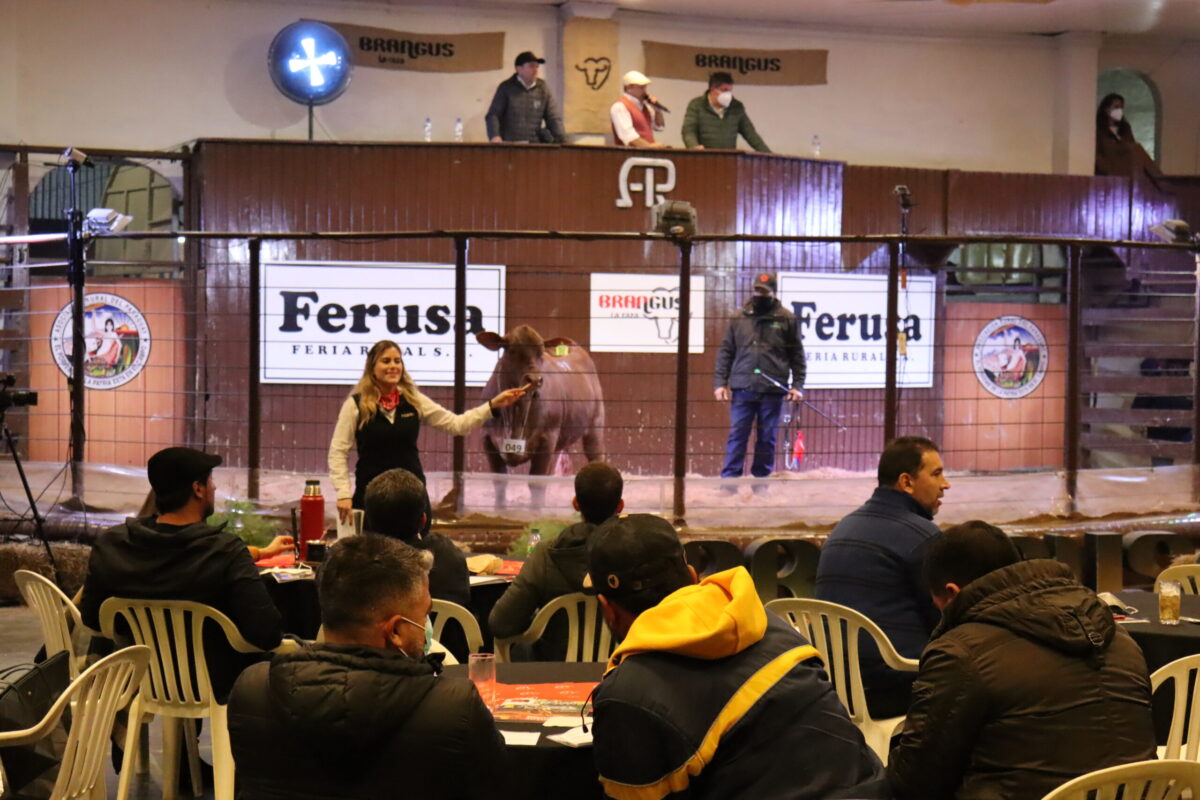 Ferusa vendió Brangus a un promedio general de Gs. 31,2 millones, con ...
