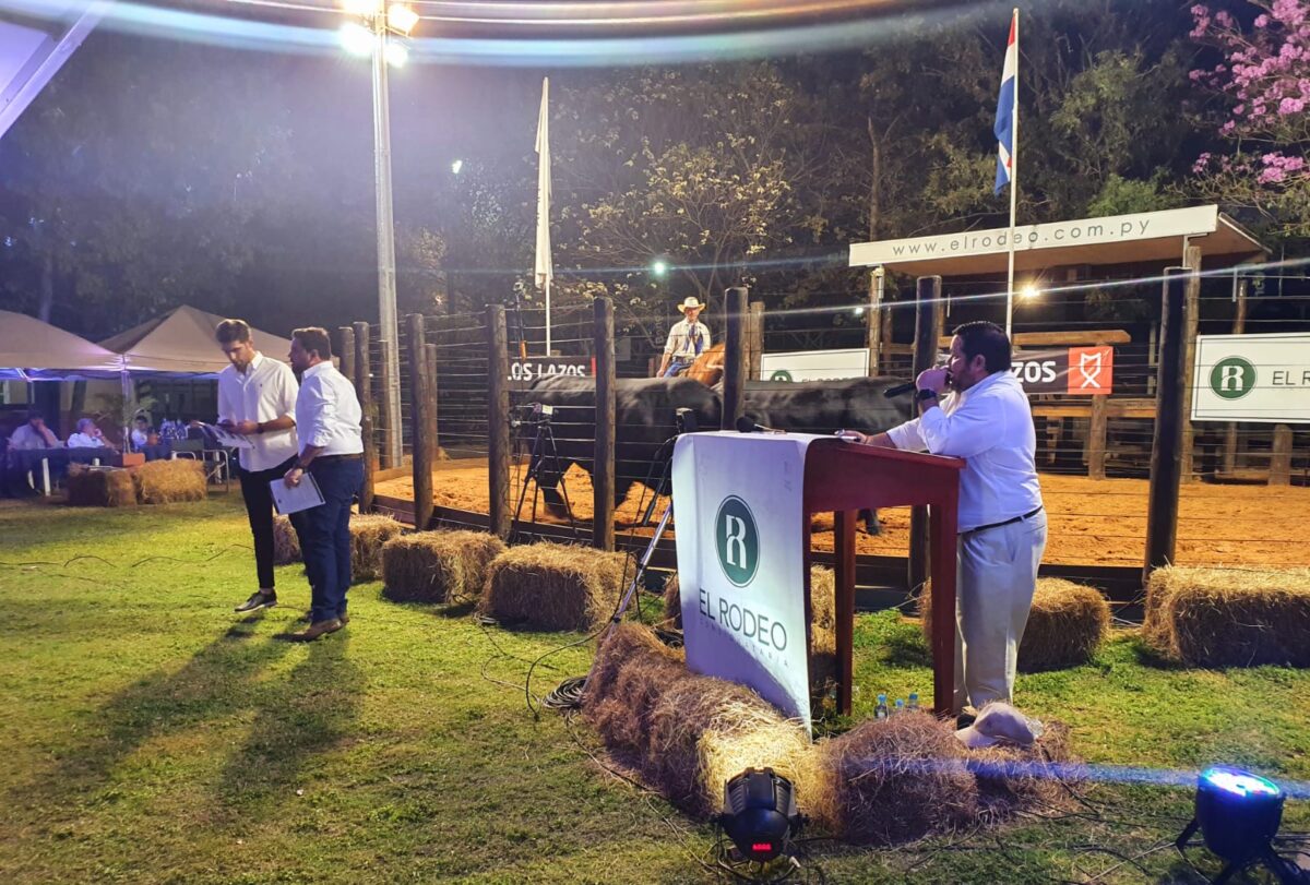 El Rodeo vendió toros Brangus de Los Lazos a Gs. 16,5 millones de promedio