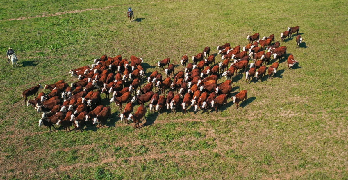 El Rodeo remata “lo mejor de la genética Braford” de San Florencio, hoy ...