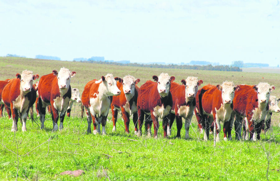Rodeo vacuno en Uruguay crecería y se ubicaría en 11,9 millones en 2021