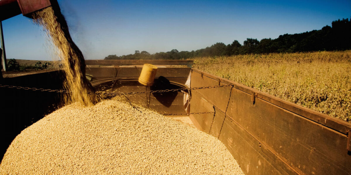 Zafra agrícola: Brasil levantará un récord de 313,9 millones de ...