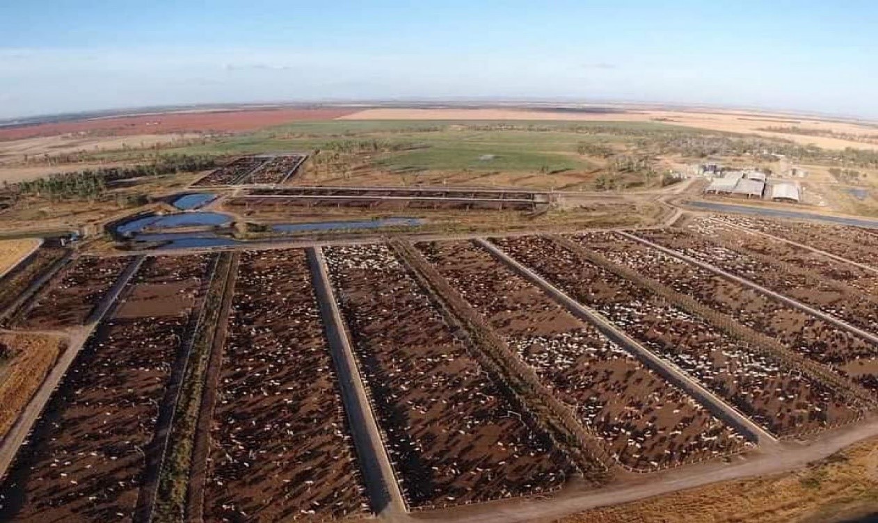 Los feedlots, cada vez más relevantes para Australia