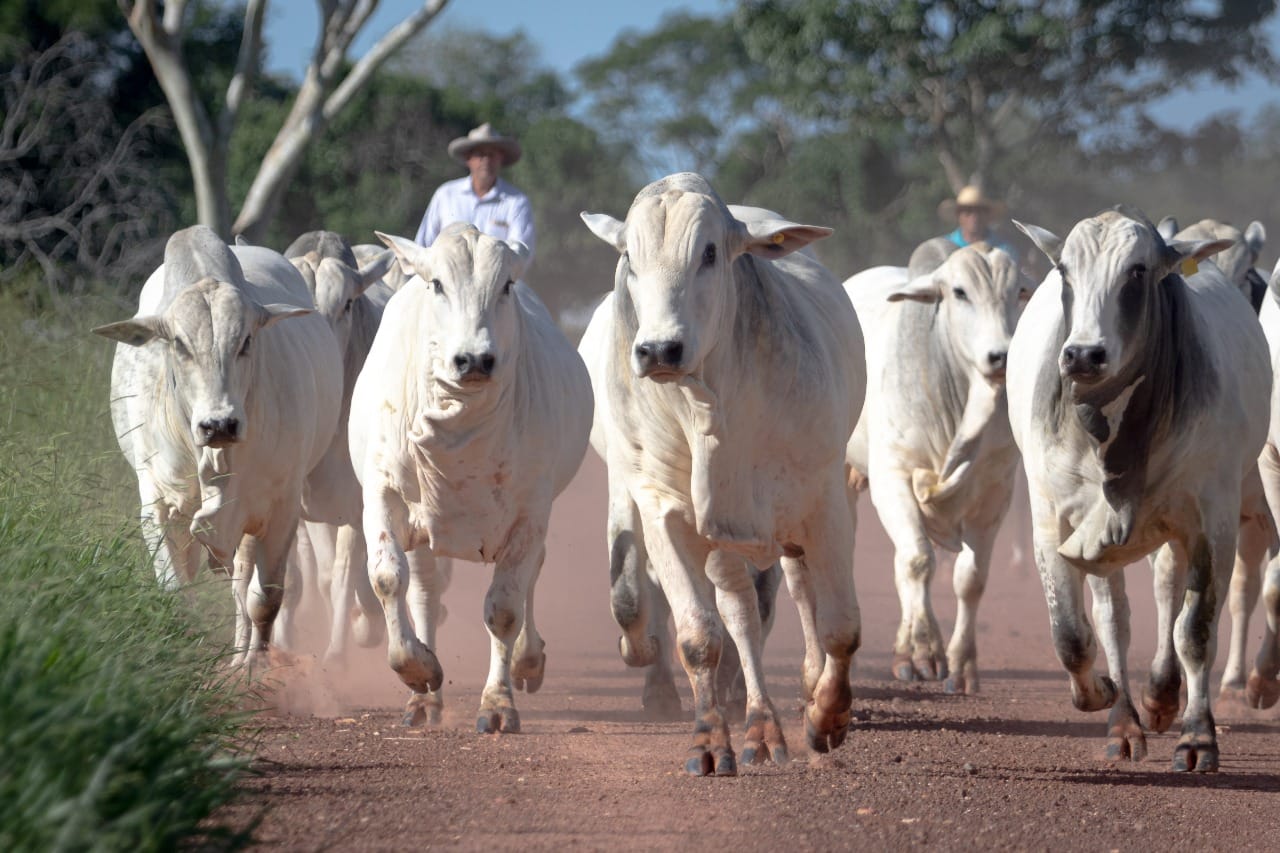 Alianza Nelore ofrece el domingo una genética de tradición y mucha ...