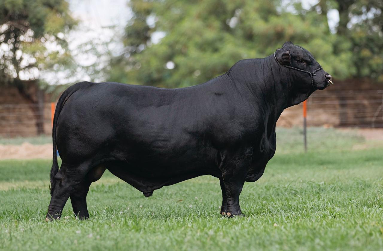 El toro paraguayo King George fue elegido el mejor Brangus del mundo