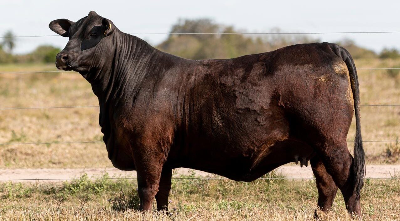 Ferusa remata una selección Brangus de Pulso SA, el domingo