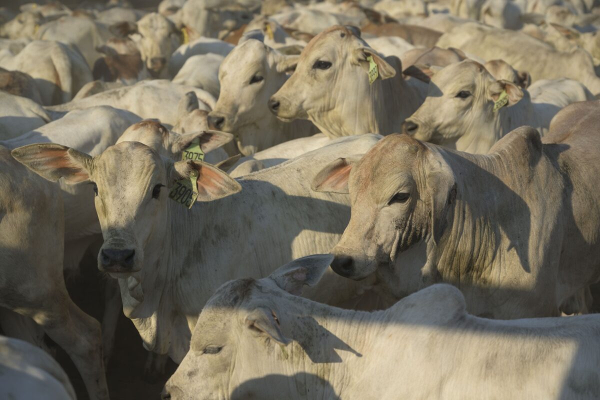 Mercado del gordo firme, apertura de Taiwán para el cerdo y agricultura