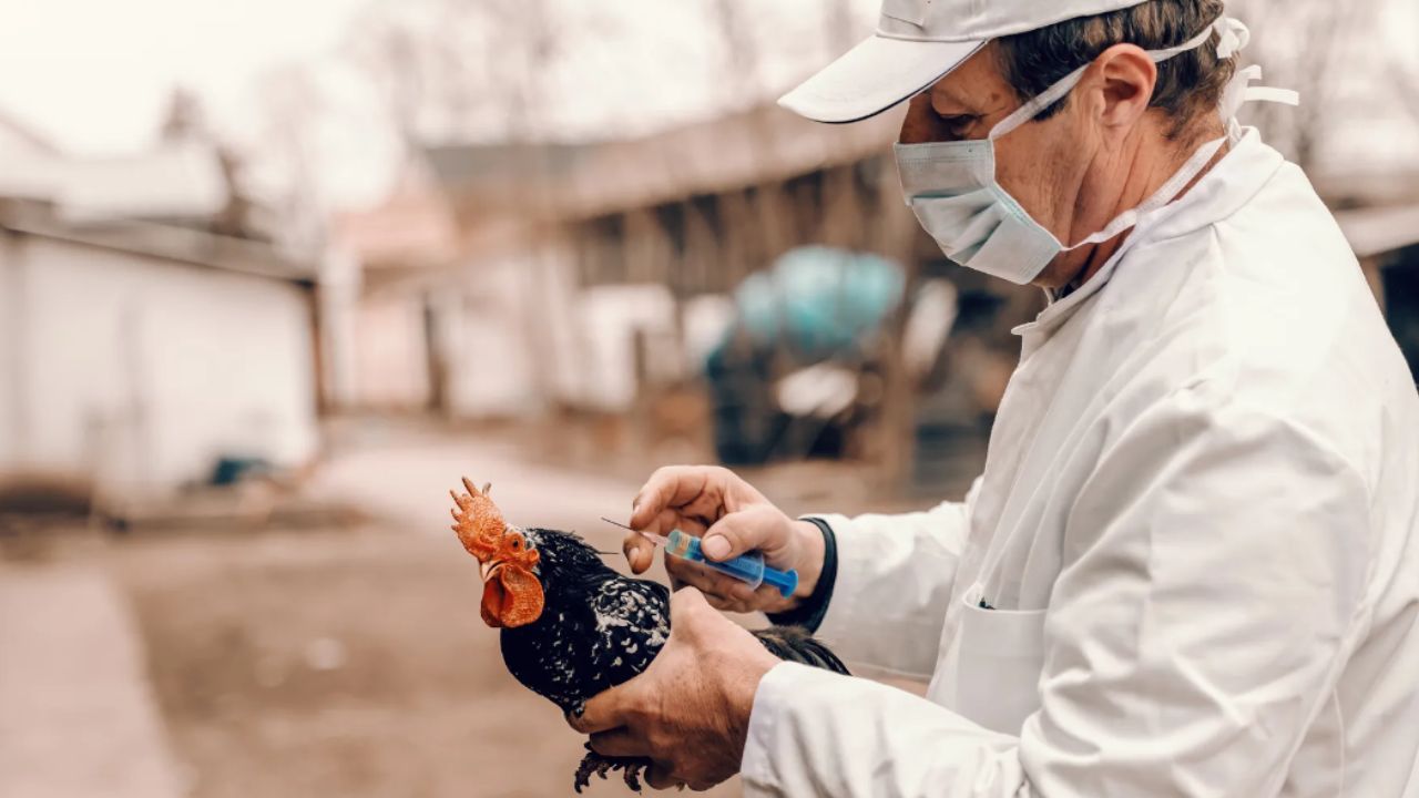 Autoridades impulsan estrategias para evitar brotes de influenza aviar ...