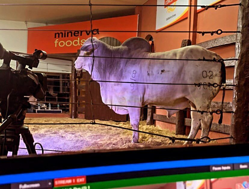 Arroba Remates vende hoy jueves más de 1.000 vacunos de invernada por ...