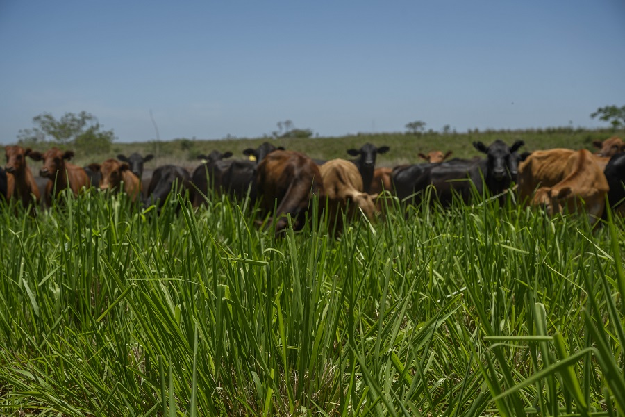 Minerva y Granusa realizan charla sobre pasturas: “La diferencia entre ...