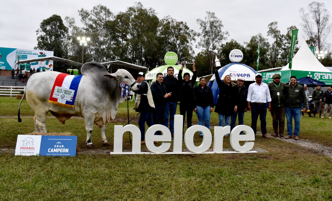 Nelore se lució en la pista de la Expo MRA: “El trabajo es brillante y ...
