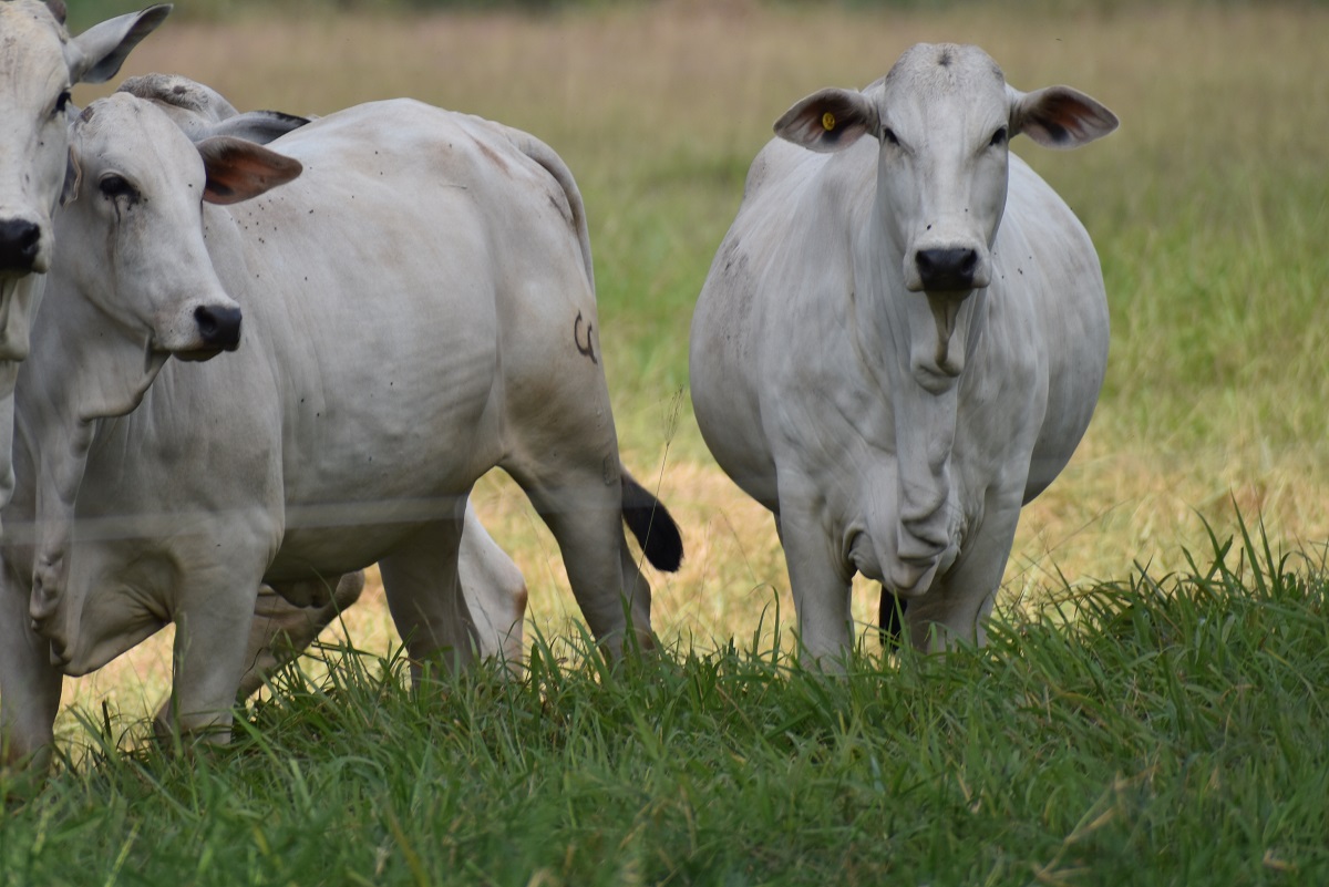 Ministerio de Agricultura de Brasil actualiza normas para sacrificio de ...