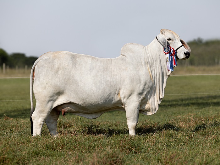 Vaca Brahman de Paraguay fue premiada como la mejor de Sudamérica