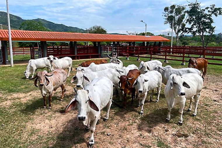 Perú trabaja en la mejora de la calidad genética de su ganado vacuno
