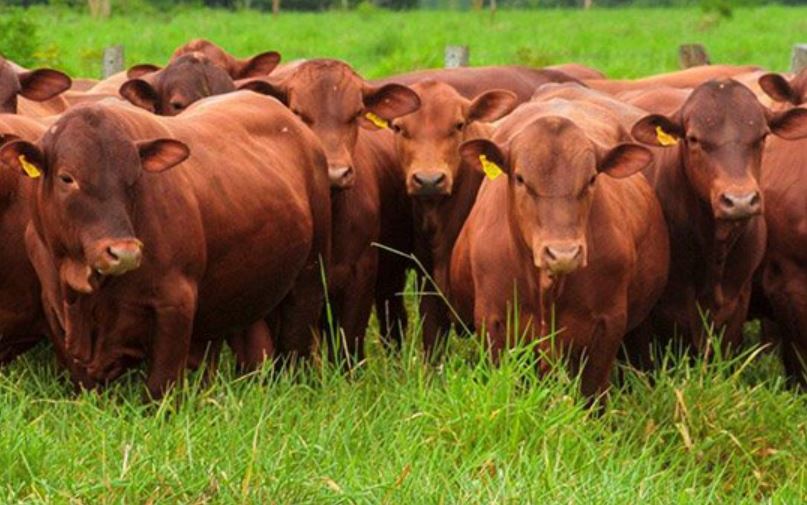 Novillo Mercosur retrocede en su valor por abaratamiento de la carne ...