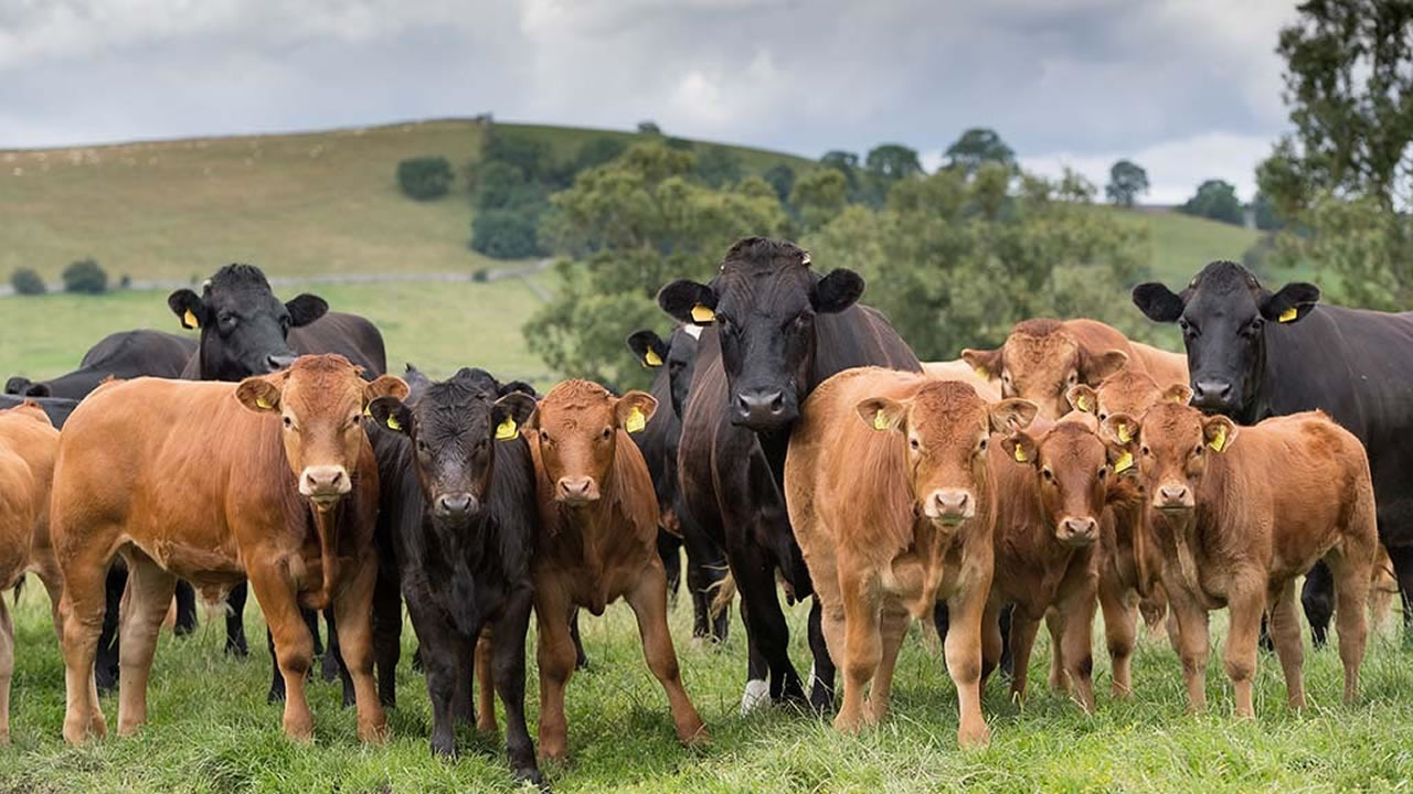 Máximos en cuatro meses para el novillo Mercosur