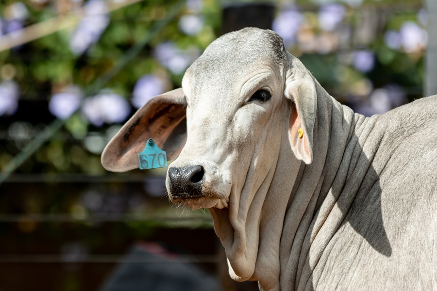Brahman y sus cruzas en la Tradición Misionera: “Una alternativa muy ...