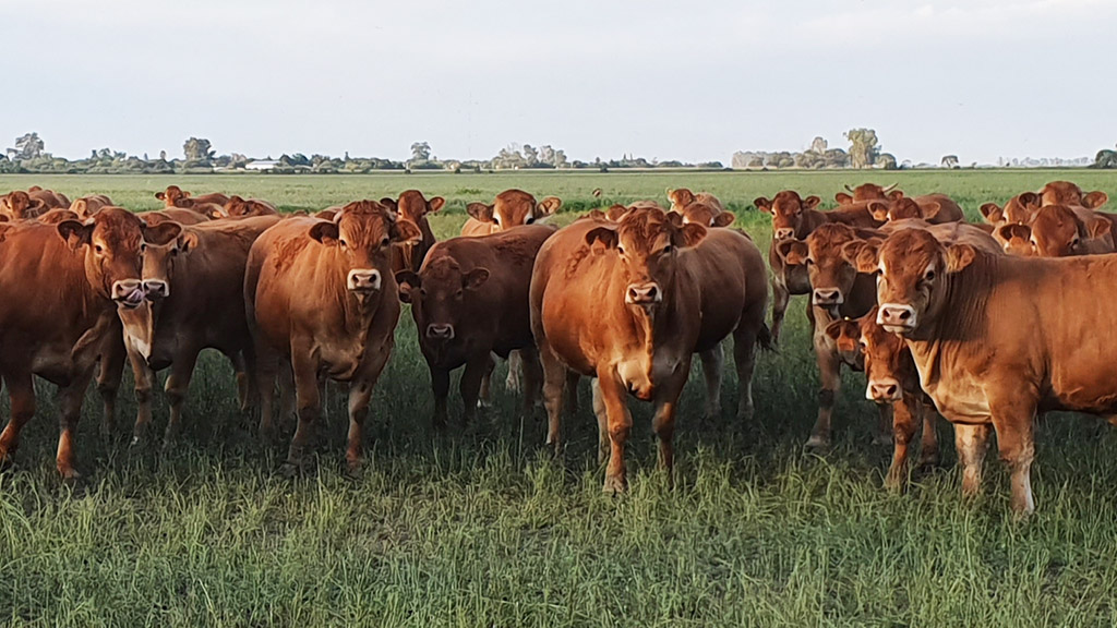 Brasil y Paraguay arrastran a la baja el valor del novillo Mercosur