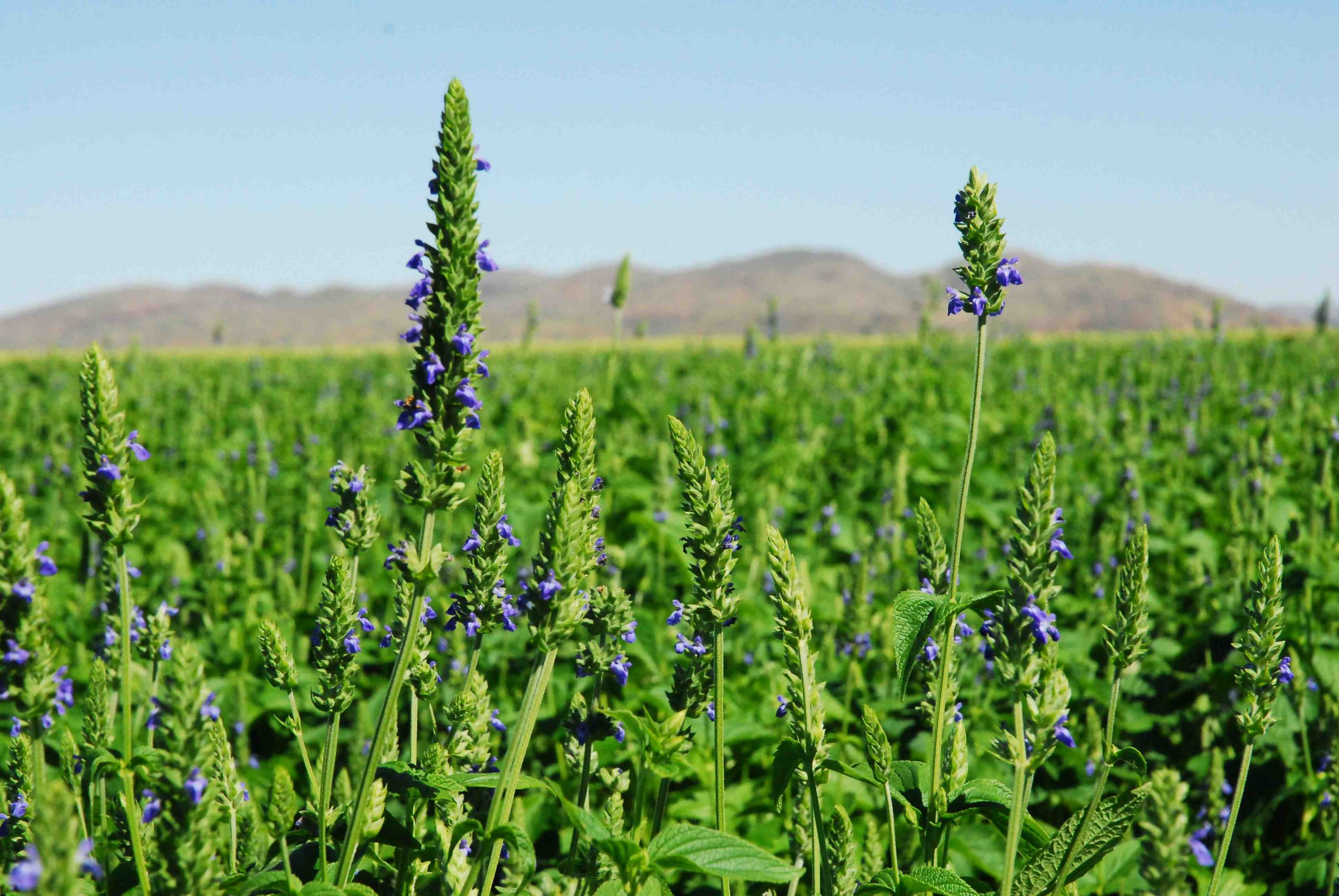 Con bajo costo y alta demanda, la chía se consolida en Alto Paraná