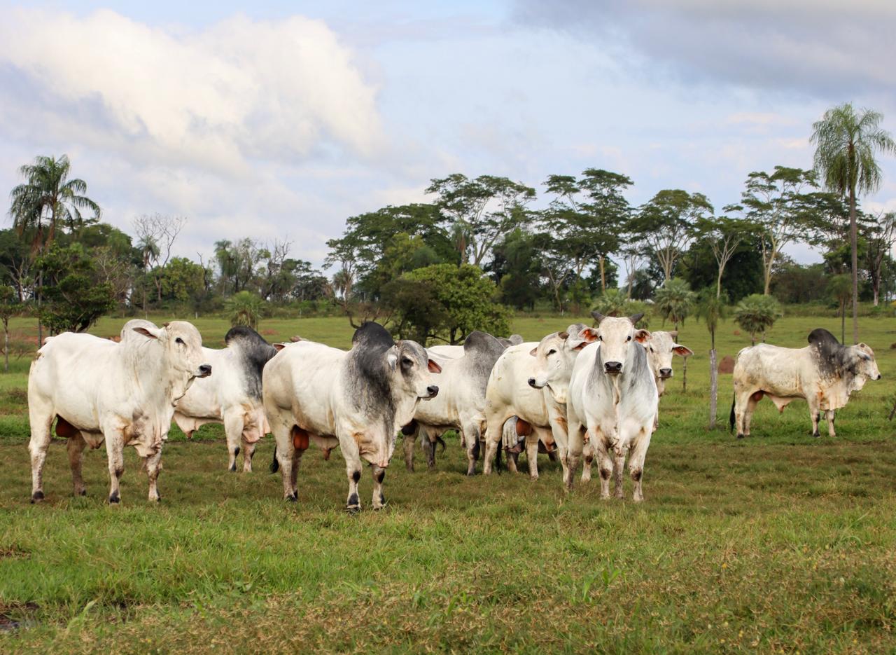 Ferusa remata genética Nelore “precoz, rústica y eficiente” de Lagunita ...