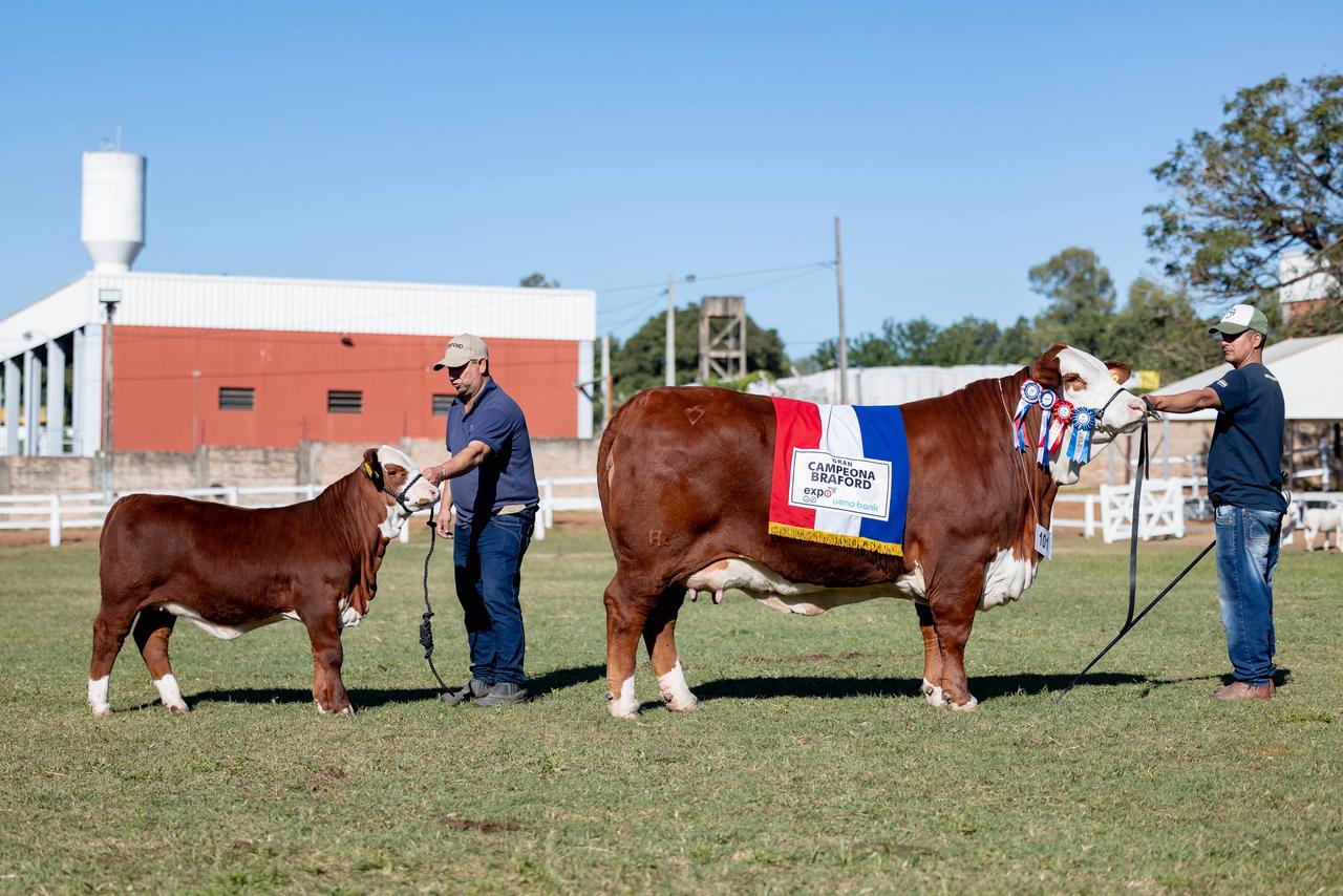 Isabel, la vaca que “lo hizo todo bien en su vida” y marcó un precio ...