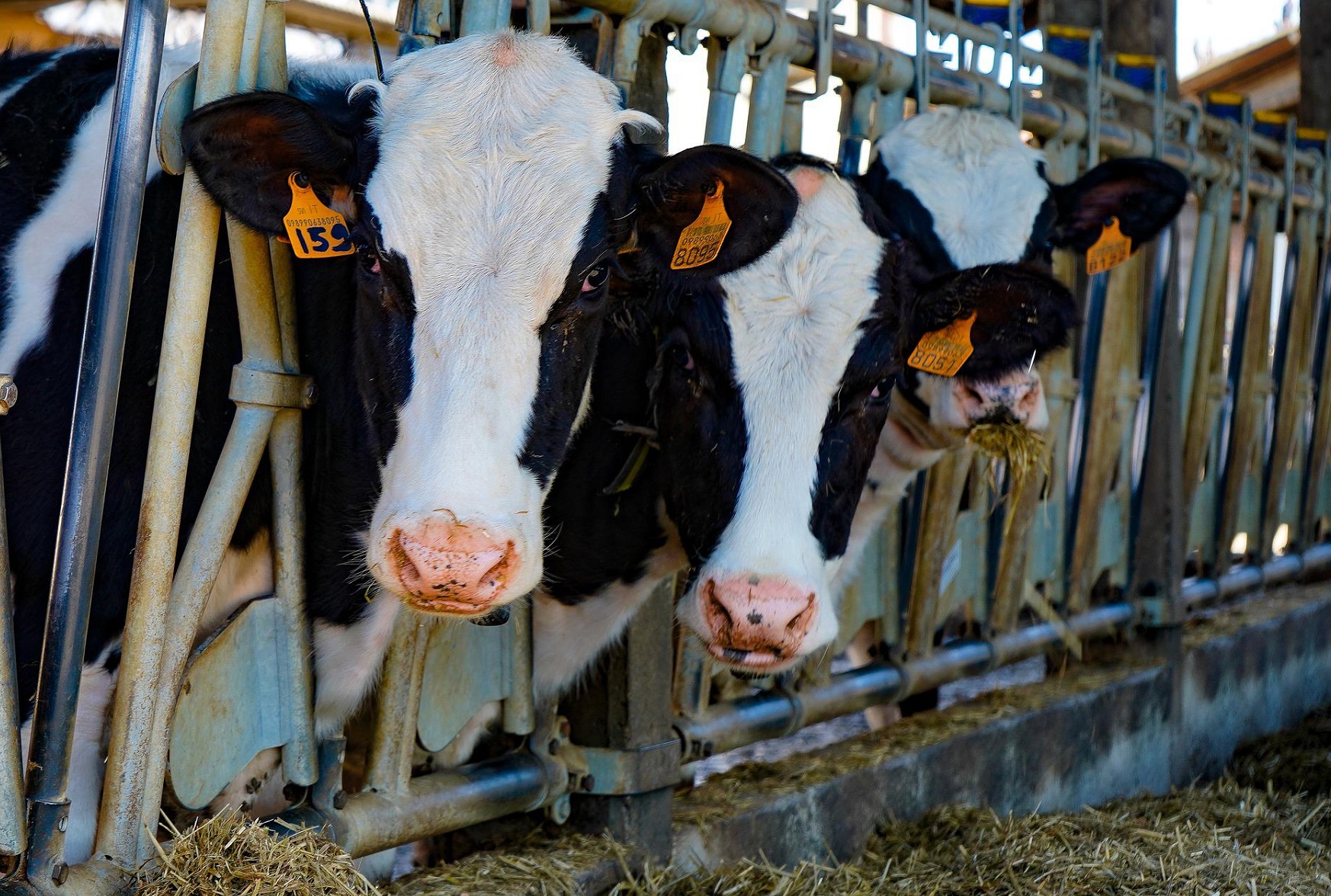 La leche en polvo entera aumentó 2,1% en el mercado internacional de ...