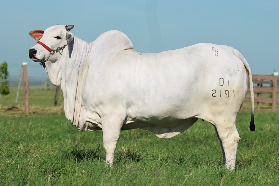 Nelore y Holando tomarán el centro de la escena ganadera en la Feria ...