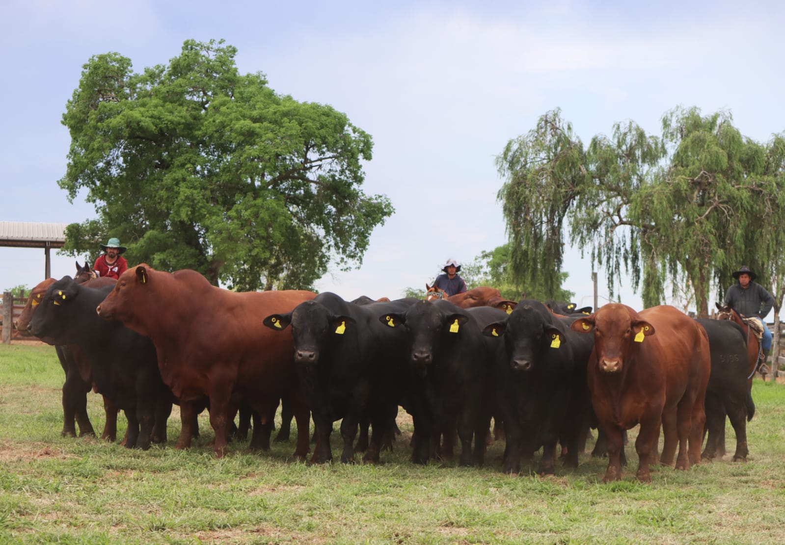 El Rodeo remata Brangus de Ganadera Los Lazos: genética funcional ...