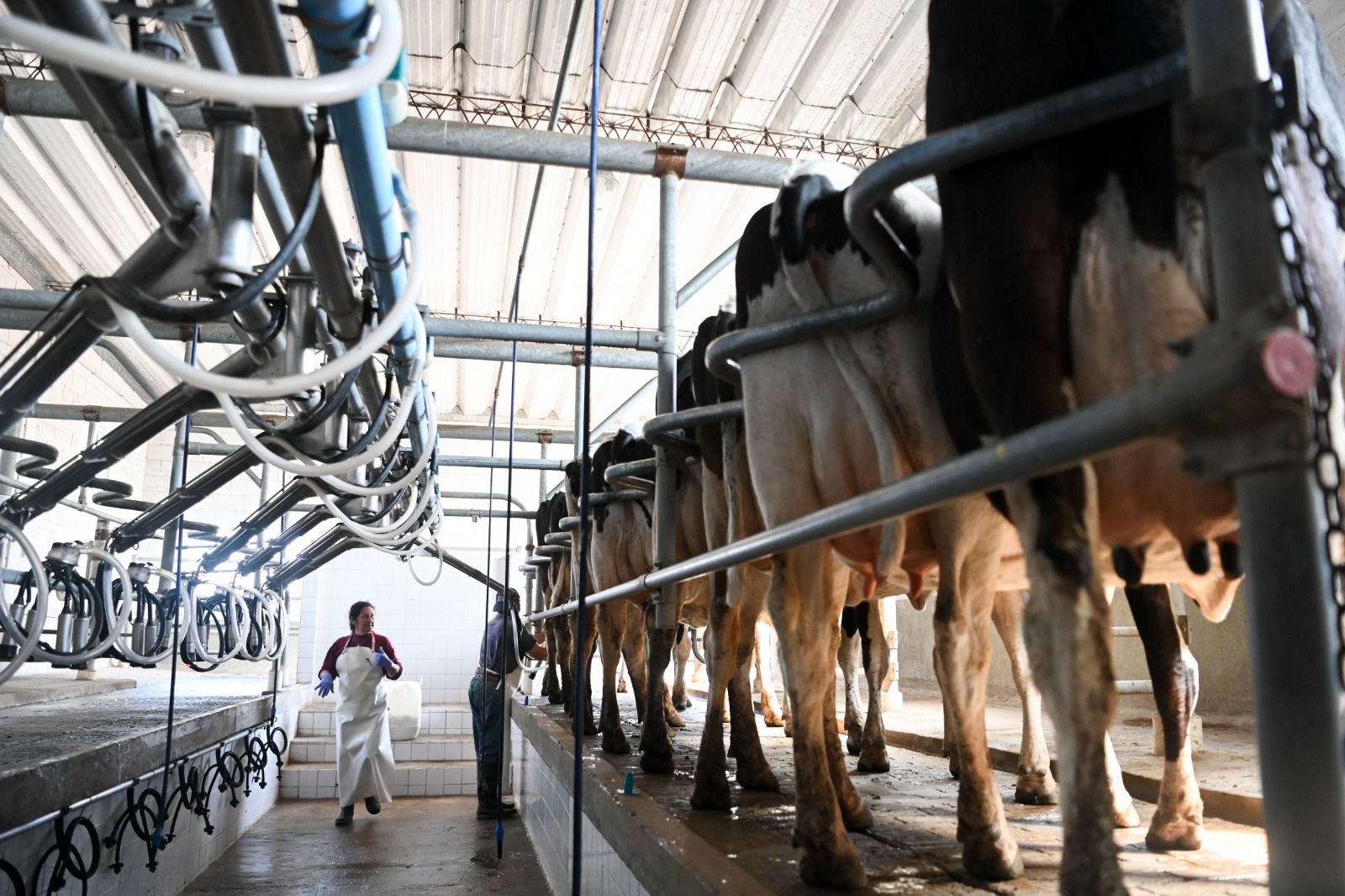 Nueva suba para el precio global de los lácteos, la leche en polvo ...